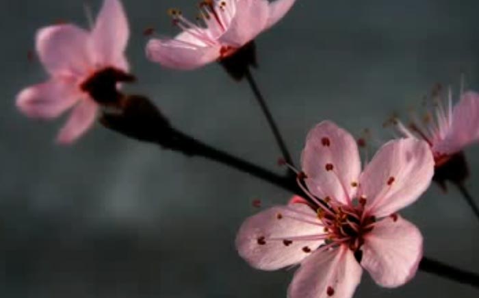 Protect Your Gaze! An Emotional Reminder | About Islam