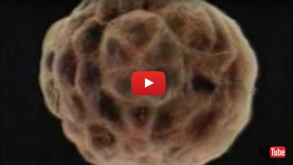 Embryo | About Islam