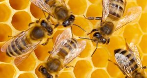 Disappearing Bees Mystery Solved | About Islam