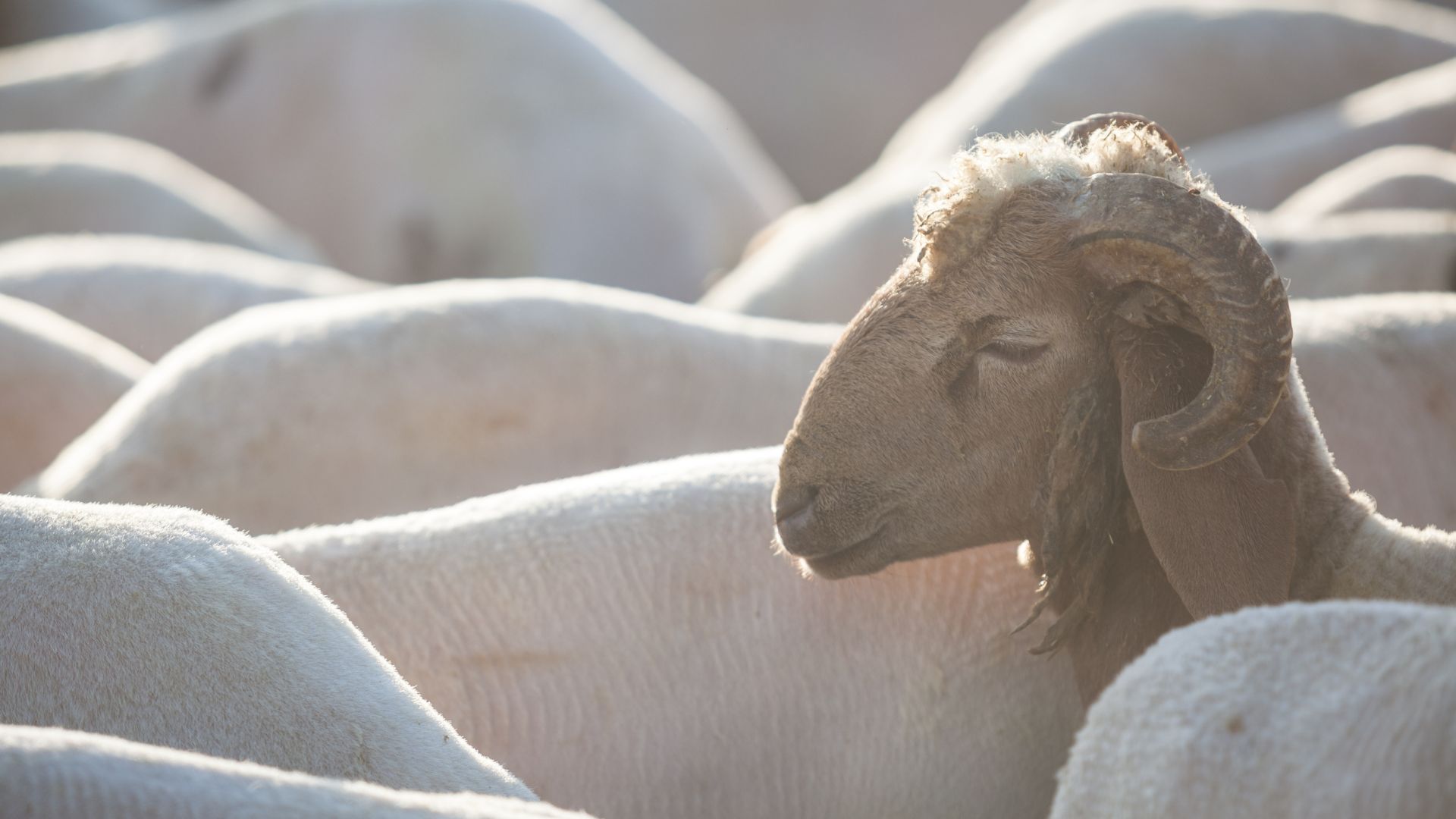 Spread the Joy of Eid al-Adha (Where to Make Your Udhiya) | About Islam