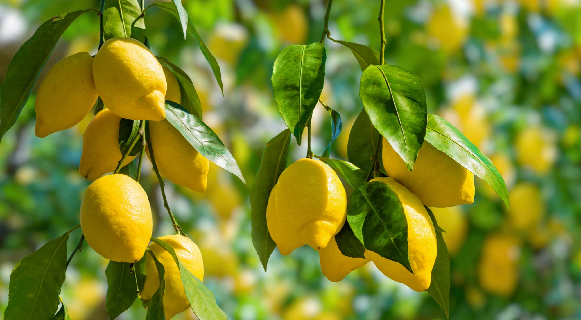 One of World's Healthiest Foods: Lemons | About Islam
