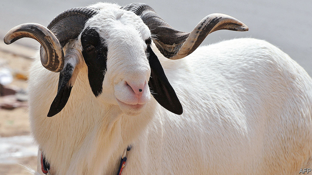 How Much Halal is Your `Eid Qurban? | About Islam