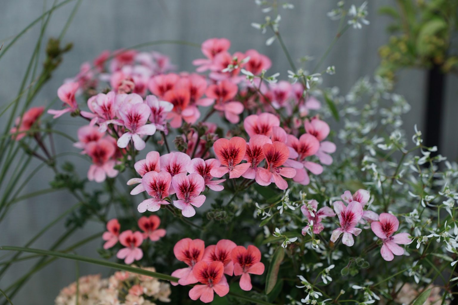 Aisha Stacey | About Islam