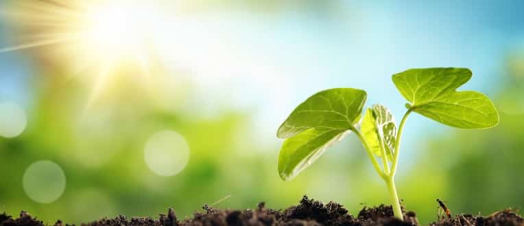 Mosque Provides Environmental Awareness to Community | About Islam