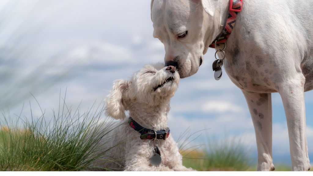 Are Dogs Impure? | About Islam