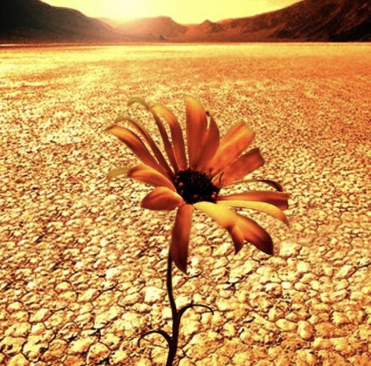 Waha - A desert bloom | About Islam