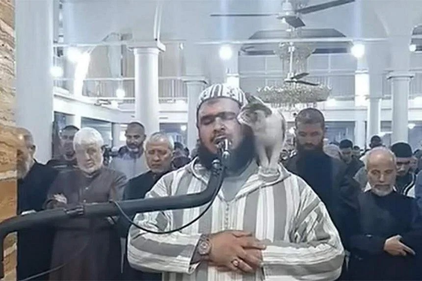 Amazing Moment! See What Happens When Cat Jumps On Imam During Ramadan ...