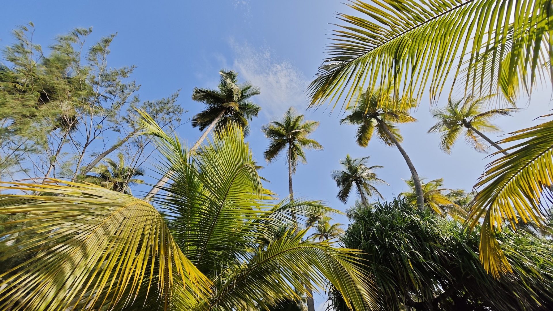 Jungles, Mosques, and Halal Duck: A British Muslim’s Eid in Côte d ...